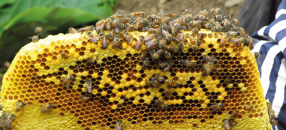 NABARD - National Bank For Agriculture And Rural Development